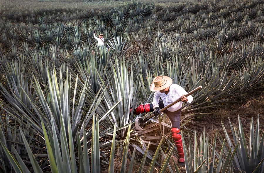 Total Productive Management (TPM) aplicado en el campo de agave