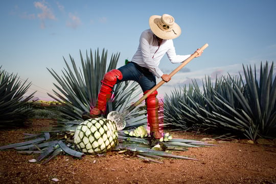 The Jima of Agave at Casa Sauza (parte 2)