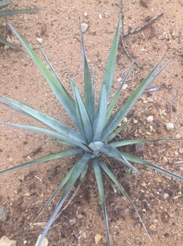 Control de maleza en el cultivo del agave