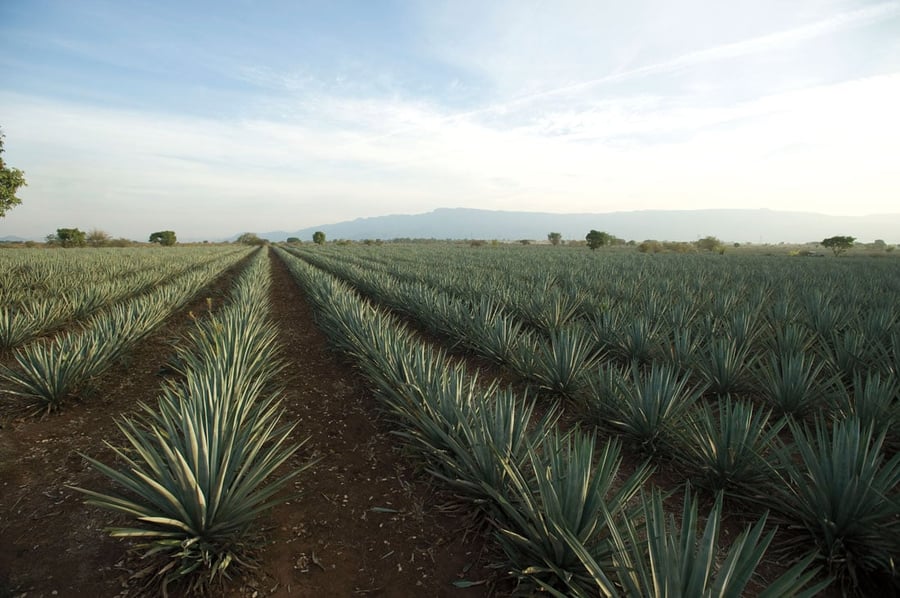 La recepción de agave en una fabrica tequilera.