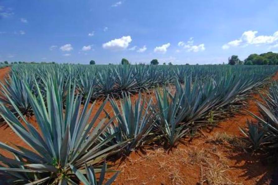 Productos hechos a base de agave