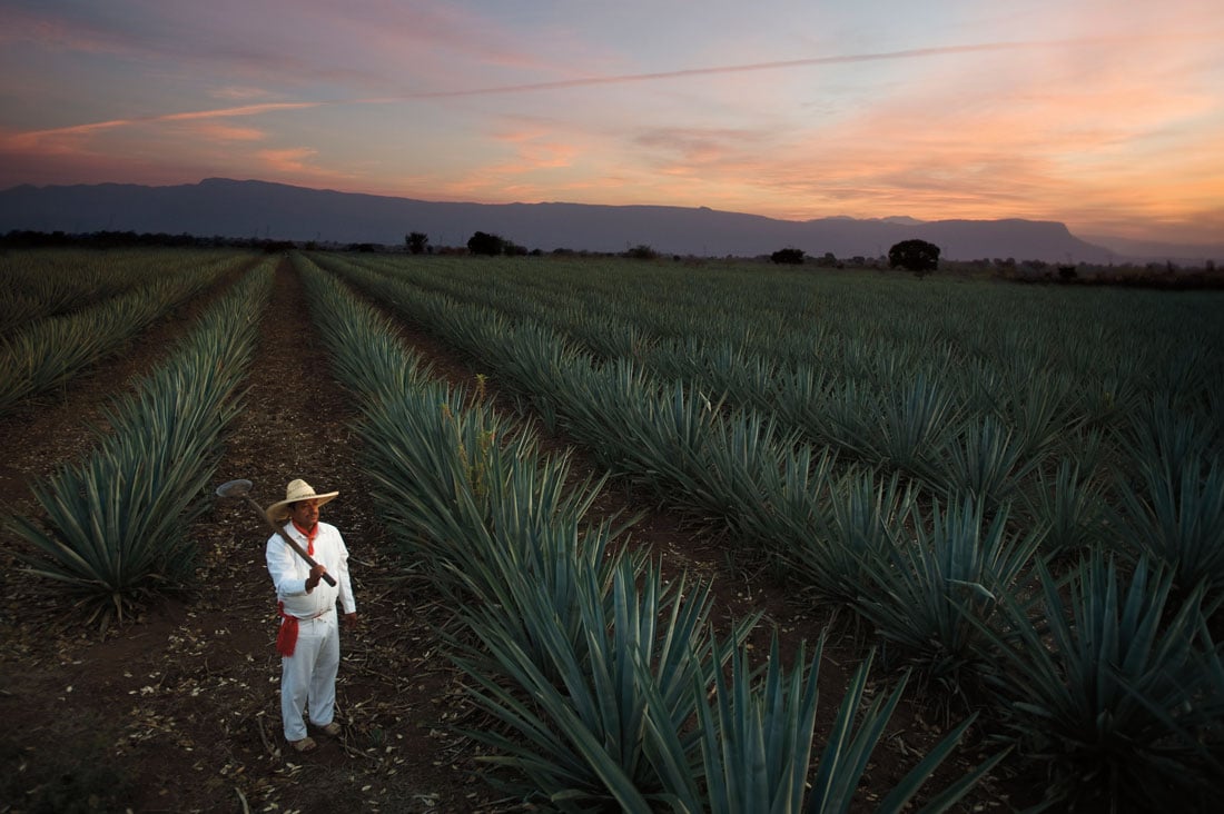 El Agave, procesos para un cultivo excelente (Parte 2)